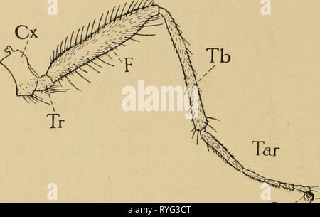 . Elementary entomology . i-Cla Fig. 24. Typical insect leg Cx, coxa ...