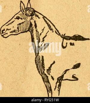 . Fistula of the withers and poll-evil . Fistula; Horses. Fig. 4 ...