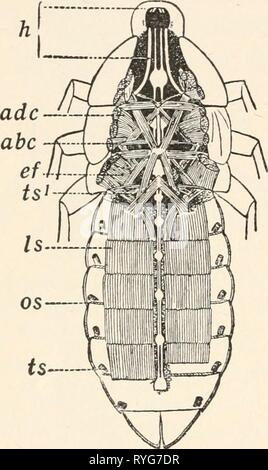 . Elementary entomology. Insects. ELEMENTARY ENTOMOLOGY asphyxiate them ...