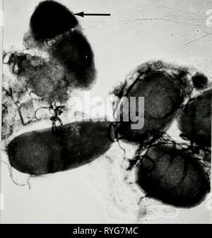 "Effect of cobalt 60 gamma rays on the biology of the eye gnat ...