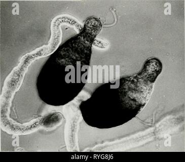 Effect of cobalt 60 gamma Effect of cobalt 60 gamma rays on the biology ...