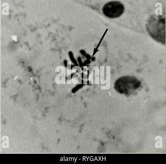 "Effect of cobalt 60 gamma rays on the biology of the eye gnat ...