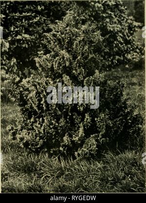 . Dwarf and slow-growing conifers . CHAMJ.CYPARIS OBTUSA, VAR ...