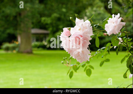 Tree roses growing on a rose farm near Wasco, California USA Stock ...