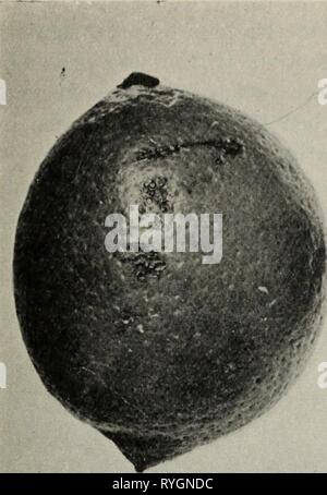 The effects of desiccating winds Stock Photo - Alamy