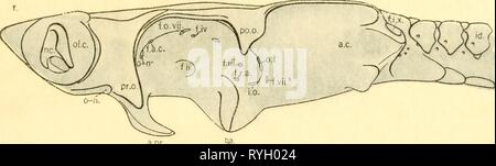 . The elasmobranch fishes . Fig. 47. Lateral view of cranium ...