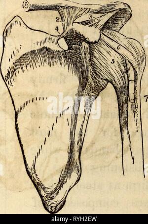Illustration of the Pelvis. This anterior view illustration is from ...