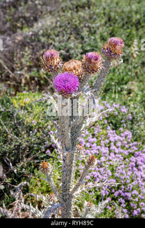 Closeup of cotton thistle flower growing in nature against blurred ...
