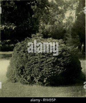 Dwarf and slow-growing conifers (1923 Stock Photo - Alamy