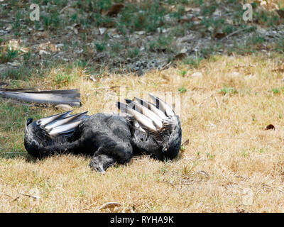 Dead Bird Lying on the Beach on it's Back Stock Photo - Alamy