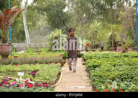 Islamabad, Pakistan. 13th Mar, 2019. A blooming rose flower is seen at ...