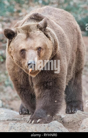 Pilsen, Czech Republic. 14th Mar, 2024. Goalkeeper of Servette Geneva ...