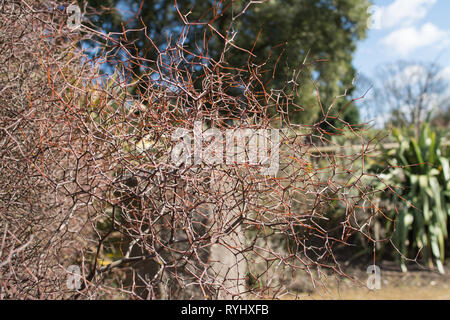 Muehlenbeckia astonii or shrubby tororaro (wirebrush), an endemic New ...