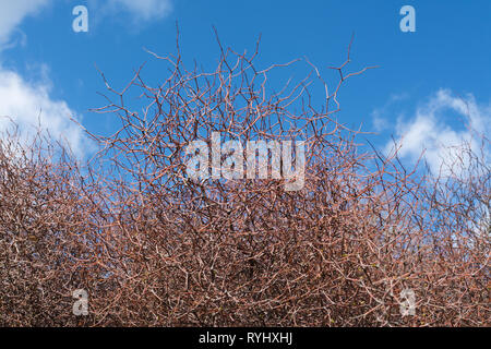 Muehlenbeckia astonii or shrubby tororaro (wirebrush), an endemic New ...