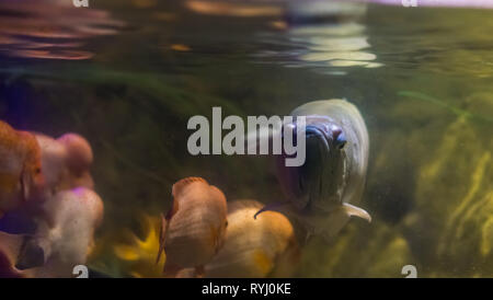 Silver Arowana freshwater bonytongue fish from the Amazon river ...