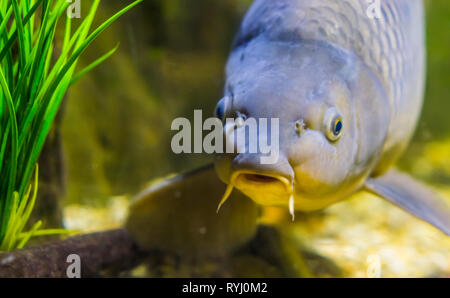 Eurasian carp / European carp / common carp (Cyprinus carpio) surfacing ...