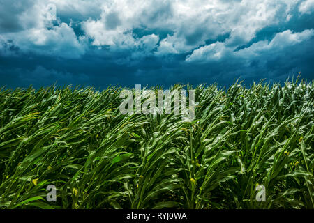 Strong wind blowing in the corn field and bending crop plants Stock ...