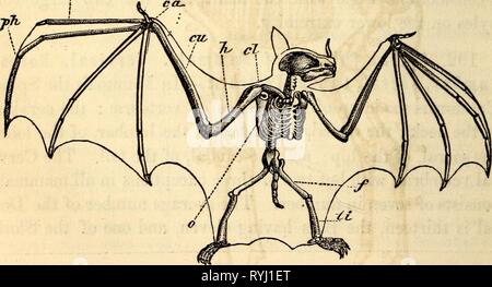Skeleton of a Bat, vintage illustration from 1893 Stock Photo - Alamy