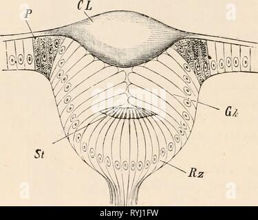 . Elementary text-book of zoology. Highly magnified. acid. They are ...