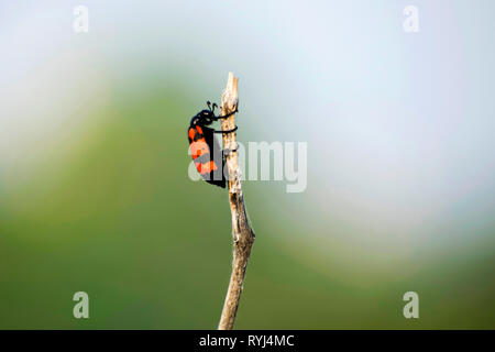 Poisonous blister beetles with bright black and red warning coloration ...