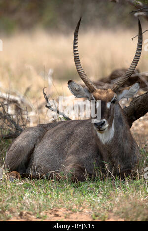 Waterbuck (Kobus ellipsiprymnus), Kruger National park, South Africa ...