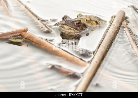 Common toads mating. Dorset, UK Stock Photo - Alamy