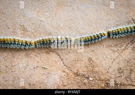 caterpillars Pine Procession Moth Thaumetopoea pityocampa Spain Stock ...