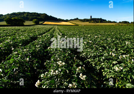 Potato Fields in flower near Scrabo in County Down, Northern Ireland ...