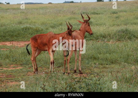 The critically endangered Hirola antelope (Beatragus Hunteri Stock ...