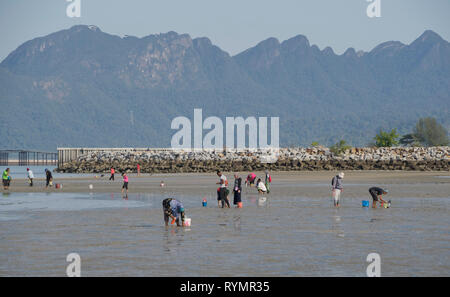 Local people gathering shells and cockles from a beach in low tide by a ...