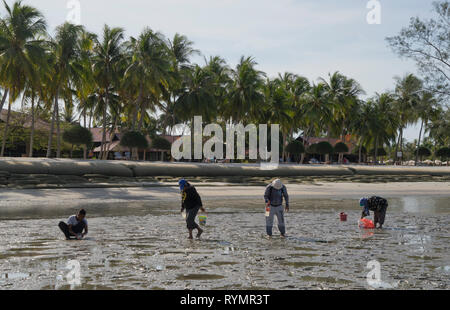 Local people gathering shells and cockles from a beach in low tide by a ...