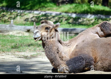 A dromedary camel sitting on the ground Stock Photo - Alamy