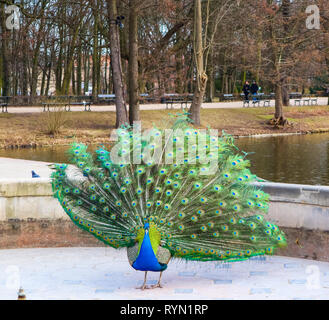 Peacock in Lazienki or Royal Baths park in Warsaw in Poland Stock Photo ...