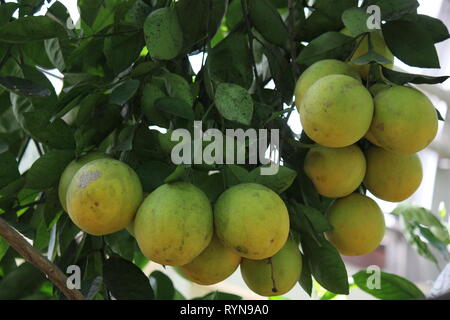 Grapefruit, Citrus × paradisi, shaddock, shattuck, ripening on the tree ...