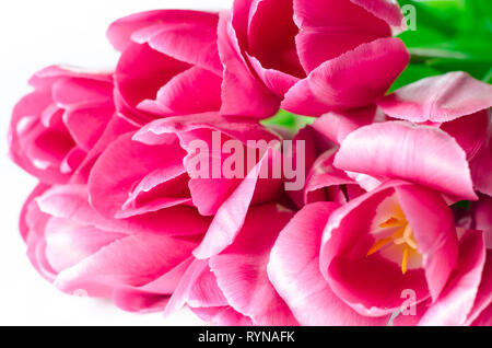 Pink tulips in pastel coral tints at blurry background, closeup. Fresh ...