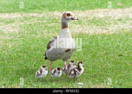 Egyptian Goose that were considered sacred by the Ancient Egyptians ...