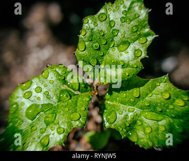 Close-up of Coast Live Oak (Quercus agrifolia) sapling Stock Photo - Alamy