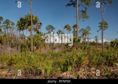 Pine flatwoods and scrub, in Cedar Key Scrub State Reserve, with Slash ...