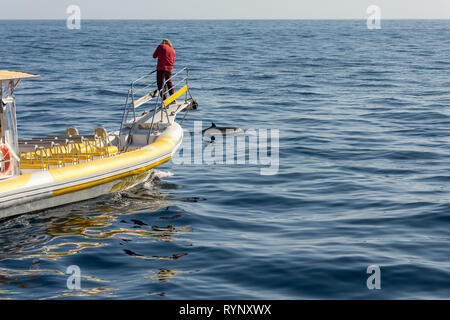 Marine biologist doing research and photographing whales Stock Photo ...