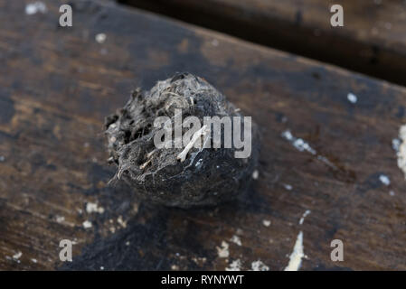 pellet and droppings of a barn owl Stock Photo - Alamy