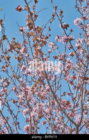 Pretty almond tree with pink flowers in the month of February Stock ...