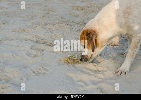 dog playing with crab in the sand on the beach Stock Photo - Alamy