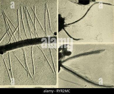. Electron-microscopic structure of protozoa . 39 40 i-'Sm^.mam Stock ...