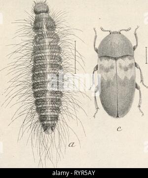 . Elementary entomology . Fig. 204. The carpet-beetle, or buffalo-moth ...