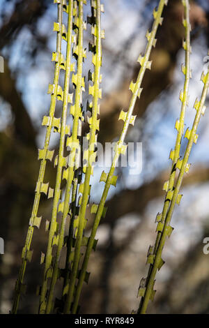 Coils of Rusty Barbed/Razor Wire for Security on a Fence with Blurred ...