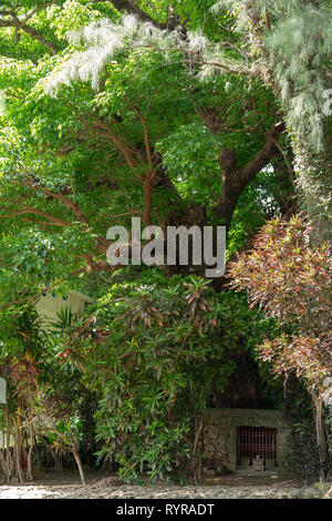 Japan, Okinawa prefecture, Naha . Tree top restaurant on giant tree ...
