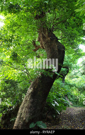 Japan, Okinawa prefecture, Naha . Tree top restaurant on giant tree ...