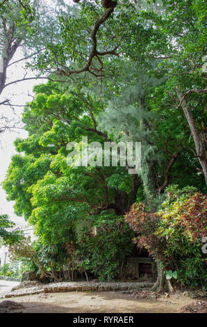 Japan, Okinawa prefecture, Naha . Tree top restaurant on giant tree ...