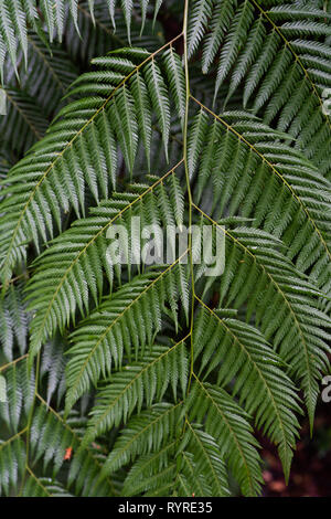 Flying spider monkey tree fern Stock Photo - Alamy