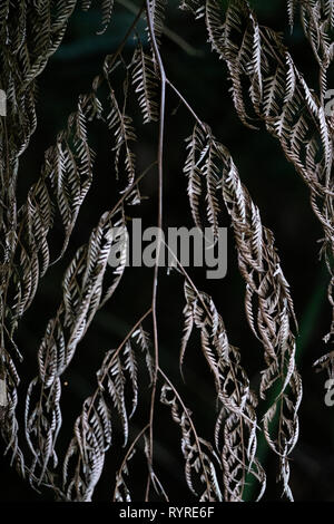 Flying spider monkey tree fern Stock Photo - Alamy